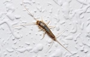 The tiny silver insect which could mean your home has a huge and ...